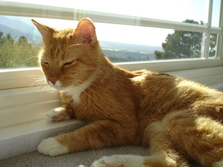 My cat taught me to be a better caregiver.